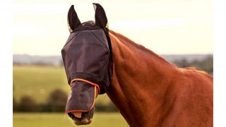 Best fly masks for horses in a range of designs | Horse & Hound