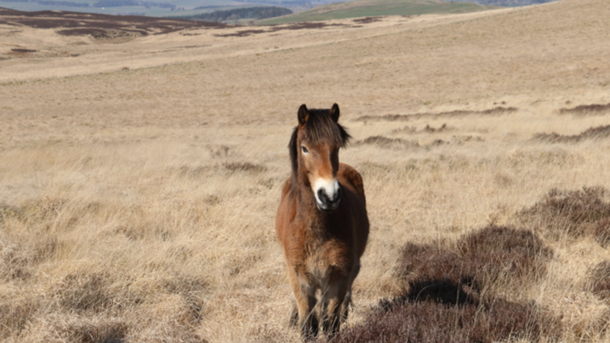 Public warned as pony found stuck in cattle grid after walkers left ...