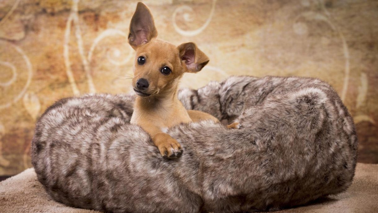 Best puppy slings for comfort for both human and dog | Horse & Hound