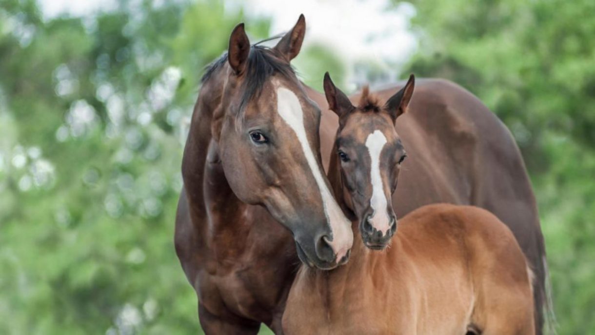 ‘A pandora’s box’ or good news for future equine breeding?: New gene ...