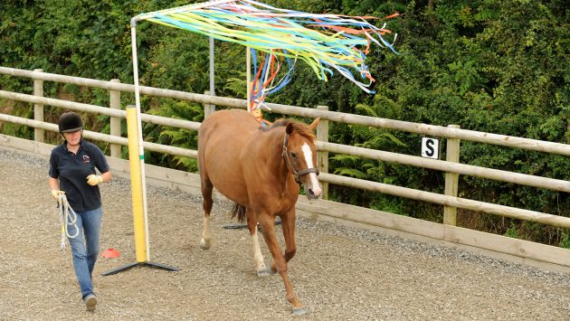 Horse agility: find out what’s involved | Horse & Hound