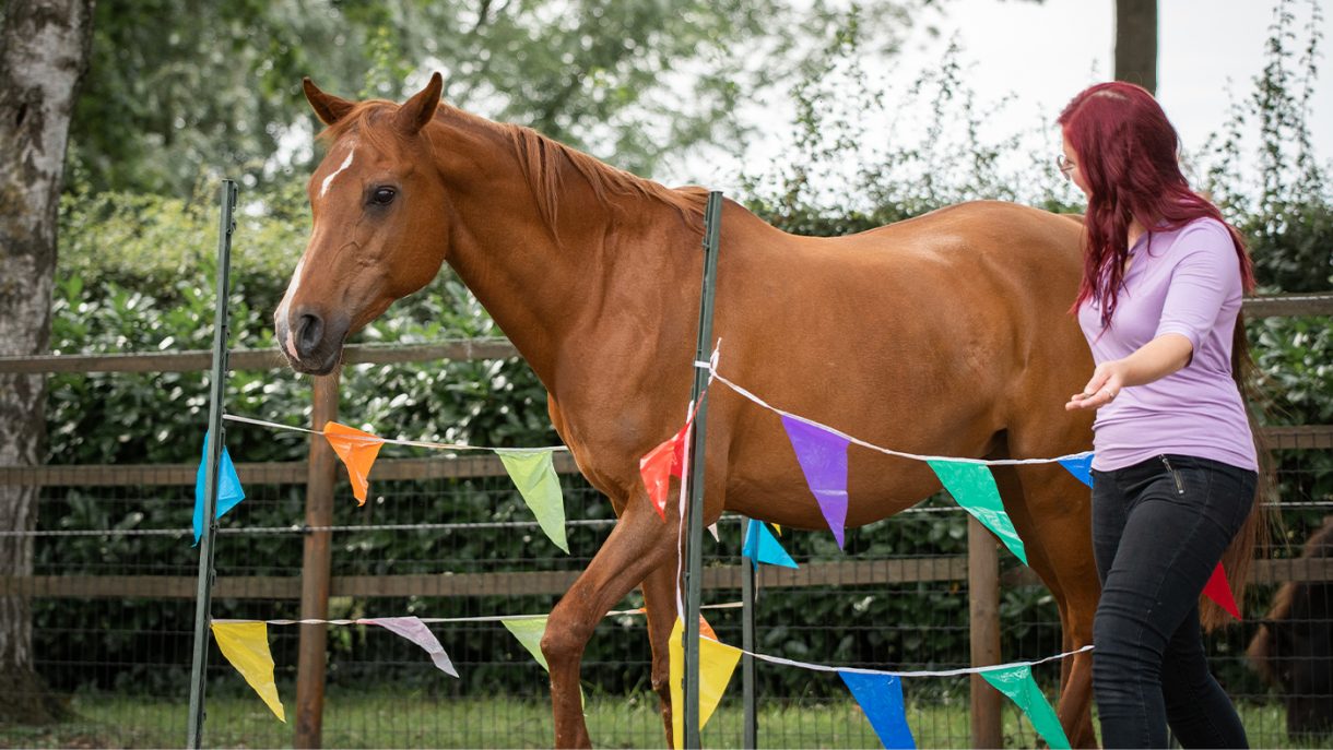 Horse agility: find out what’s involved | Horse & Hound