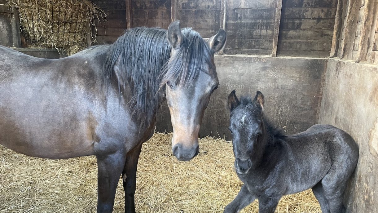 ‘It aged me 10 years!’ First for experienced breeder as mare gives ...