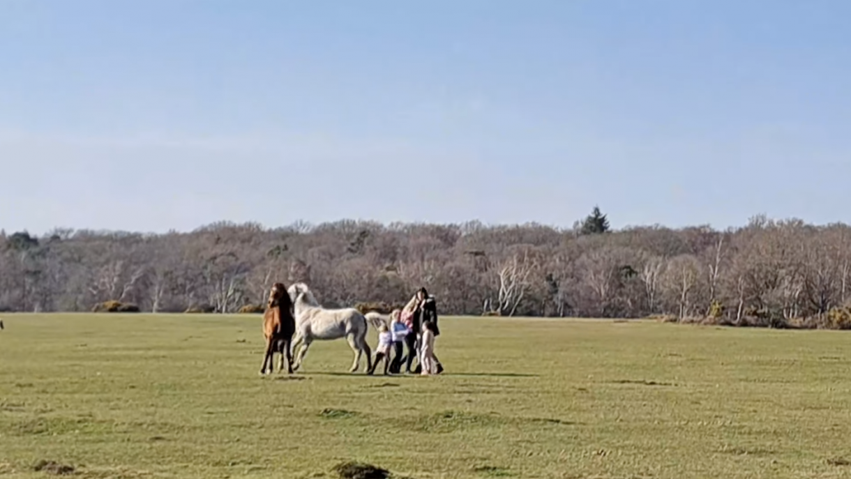 The devastating effects of speed: driver sentenced after pony’s death ...