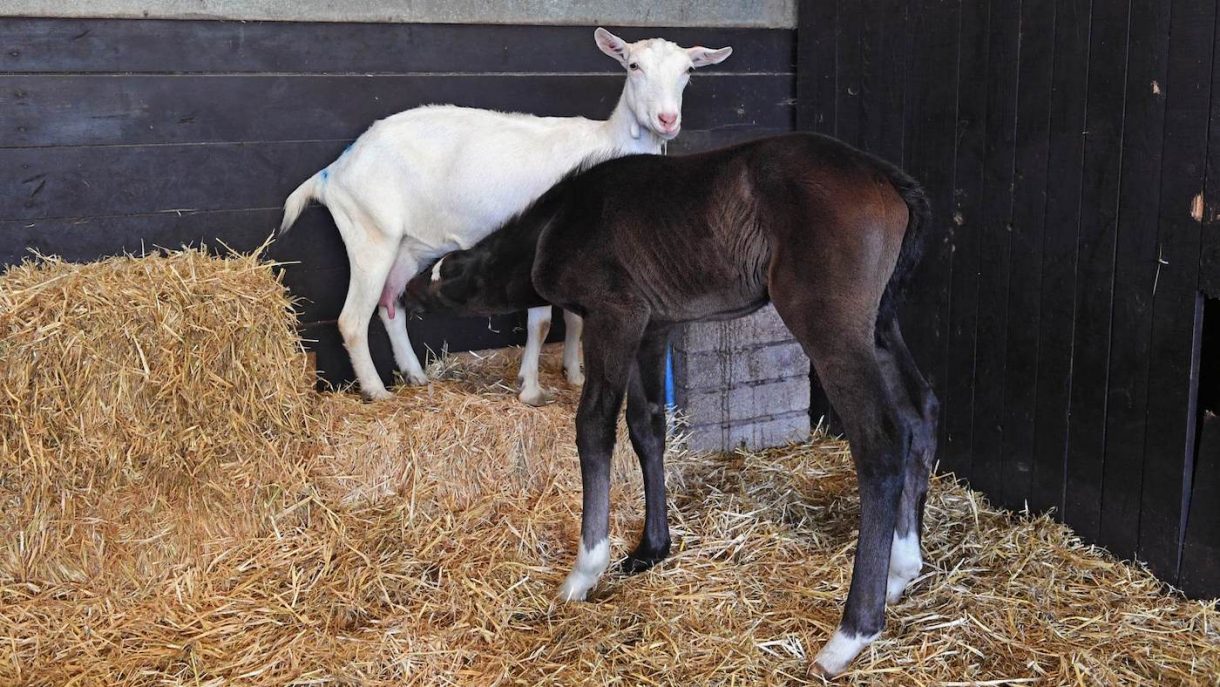 ‘Just fabulous’: nanny goat bought from dairy farm feeds and mothers ...