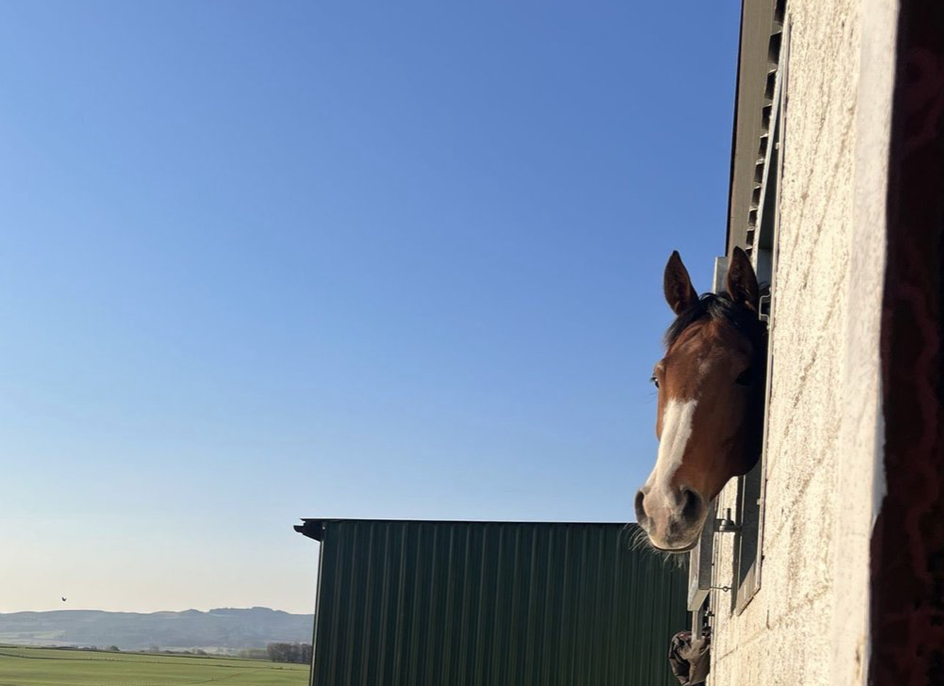 A Grand National hero says ‘hello’ and 8 other great bits of horsey ...