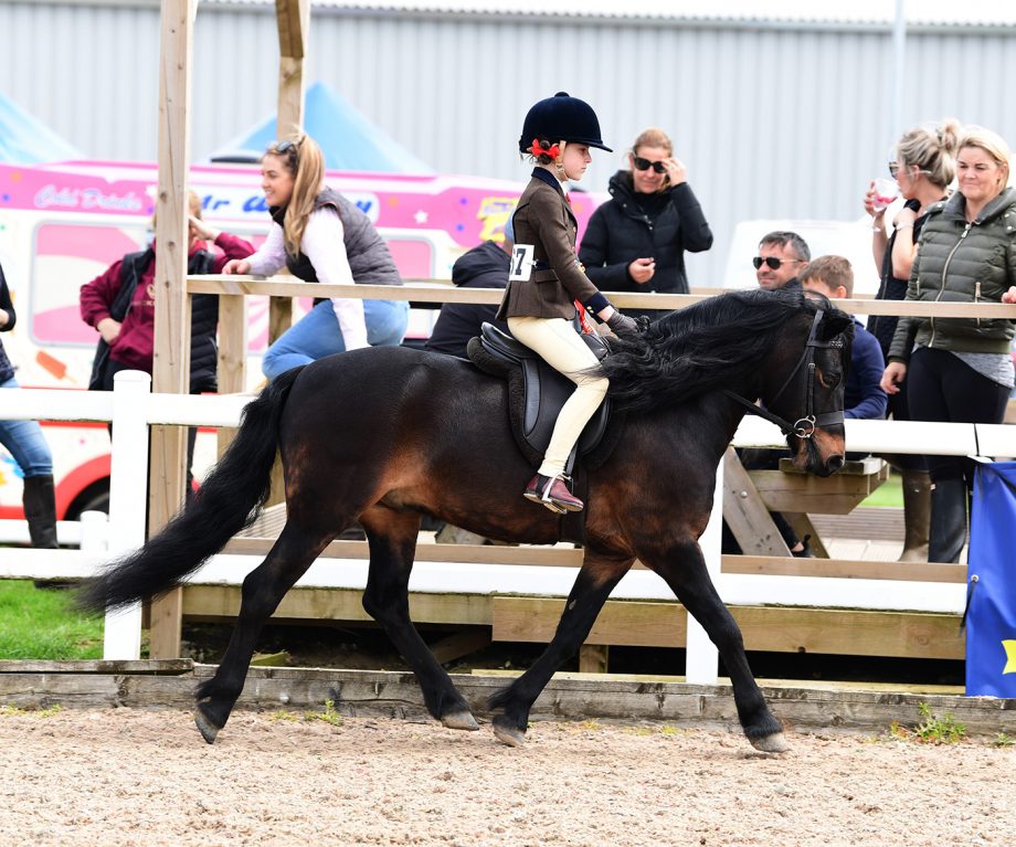 Winners from the 2023 BSPS winter championships - Horse & Hound