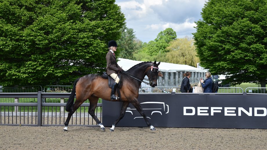 2023 Royal Windsor ex-racehorse championship results - Horse & Hound