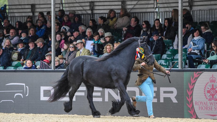 M&M Royal Windsor in-hand champions 2023 – which is your favourite?