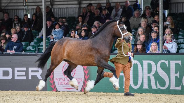 M&M Royal Windsor in-hand champions 2023 – which is your favourite?