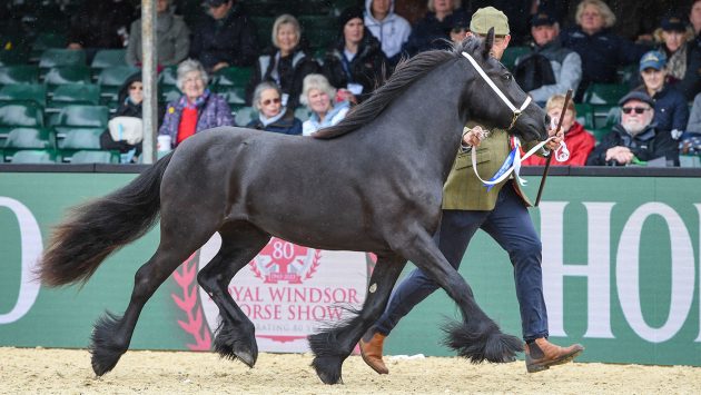 M&M Royal Windsor in-hand champions 2023 – which is your favourite?