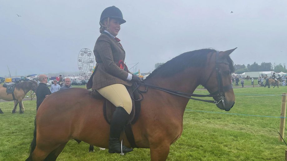 The Welsh section D: the ‘native cobs’ with power, action and presence ...