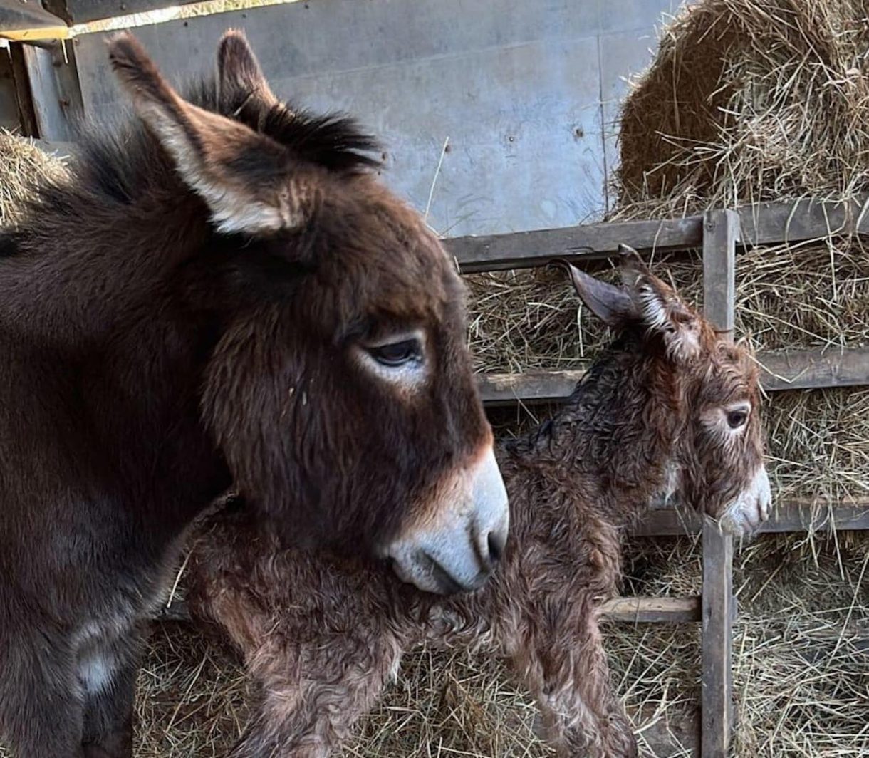 Can you help? Foal spotted in car as police search for stolen donkey ...
