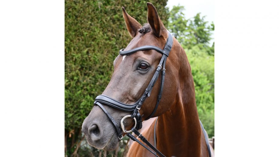 Best flash bridles for everyday riding and competition | Horse & Hound