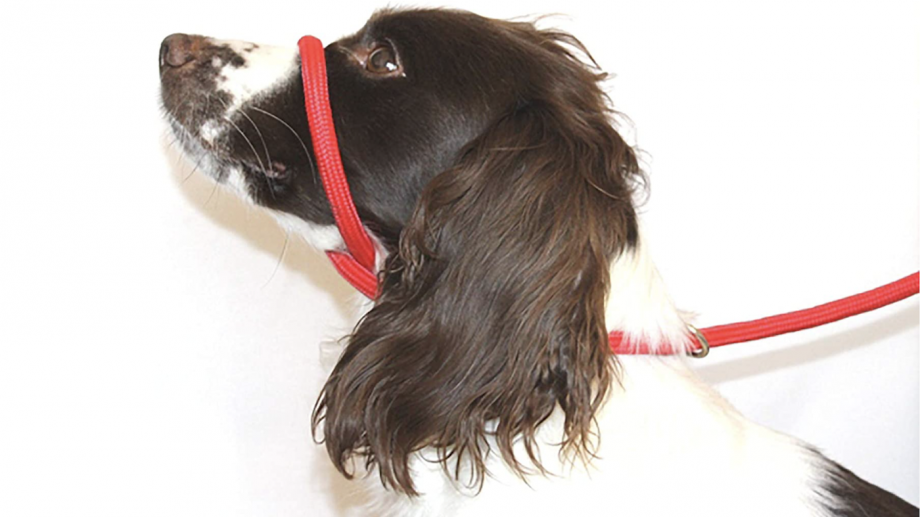 Best dog training leads to teach your pup obedience, heel work and recall