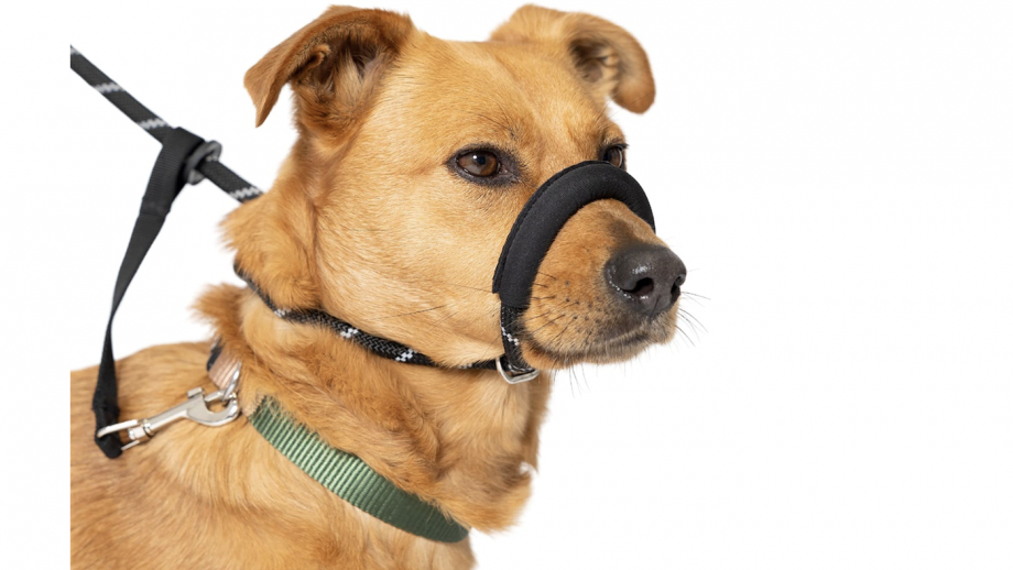 Best dog training leads to teach your pup obedience, heel work and recall