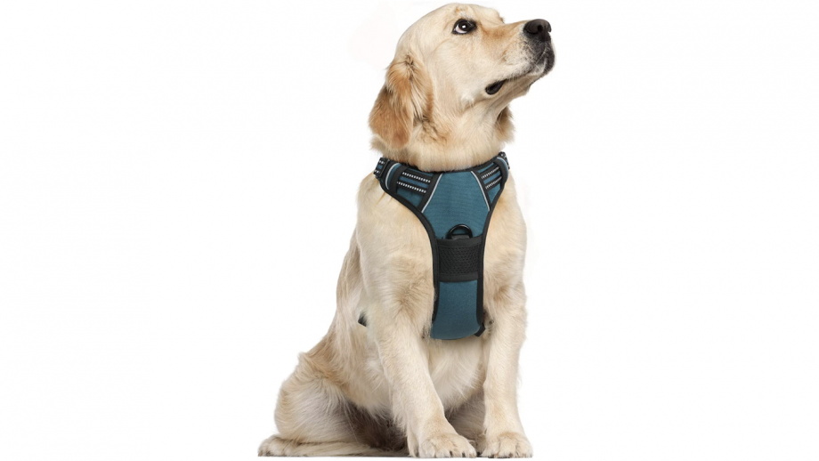 Best dog harness for pulling: control without choking