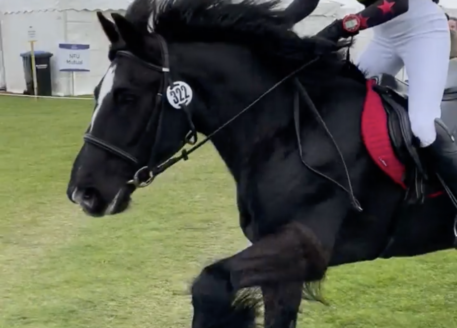 Watch a dressage horse learning how to jump and 6 other great bits of ...