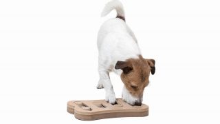 Best dog puzzle toys to mentally stimulate and ward off boredom