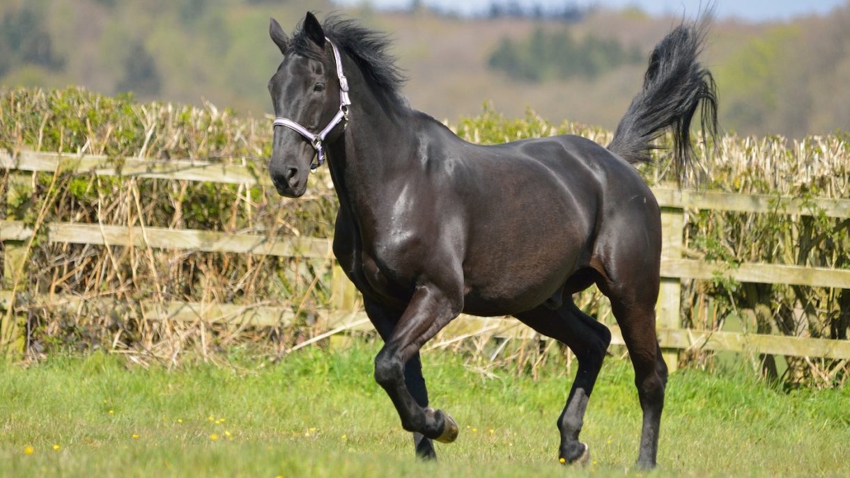 Household Cavalry horse who flew Union Flag for cheering crowds dies ...