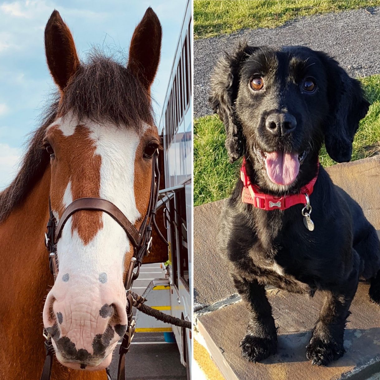 ‘The best police horse this force ever had’: tributes paid to Clydesdale