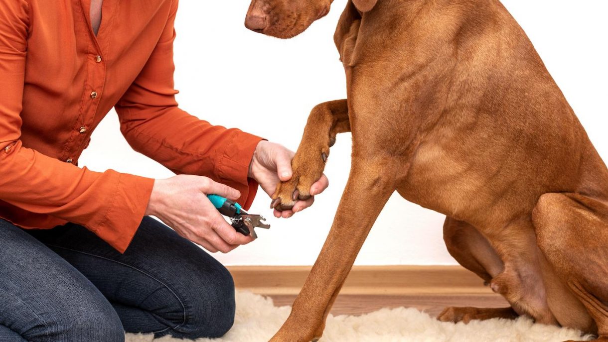 Best dog nail clippers for trimming, grinding or filing dogs’ claws