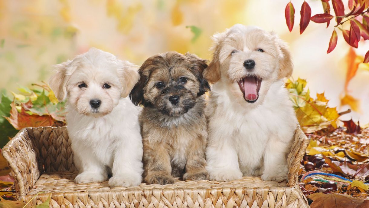 Cutest dog breeds: 21 from Maltipoos to Weimaraners, there’s a type for all