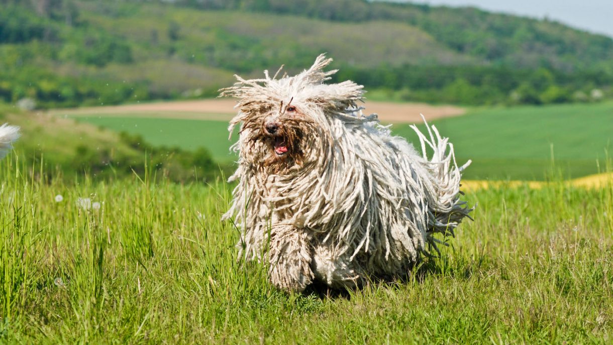 Harrier hound breed facts, history and characteristics | Horse & Hound