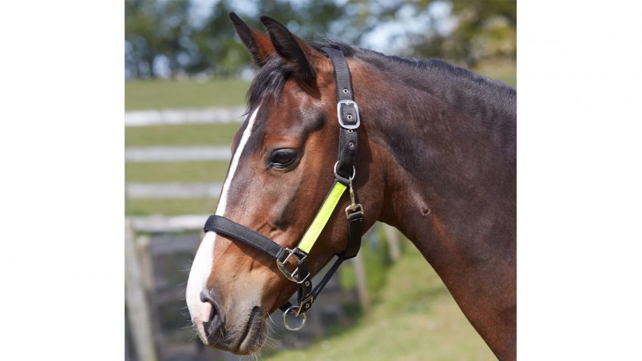 Best field safe headcollars designed for turnout | Horse & Hound