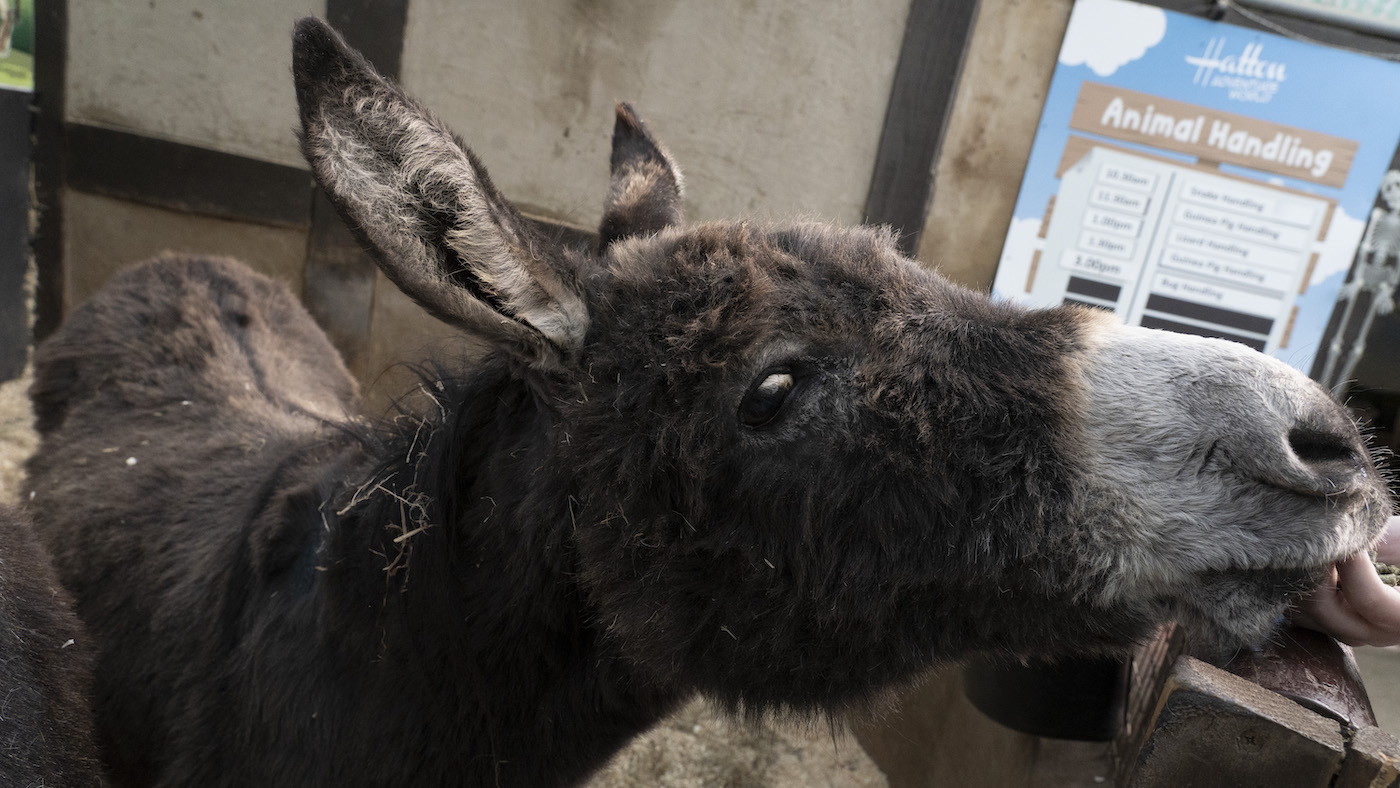World's oldest donkey dies age 64 after 'living her best life'