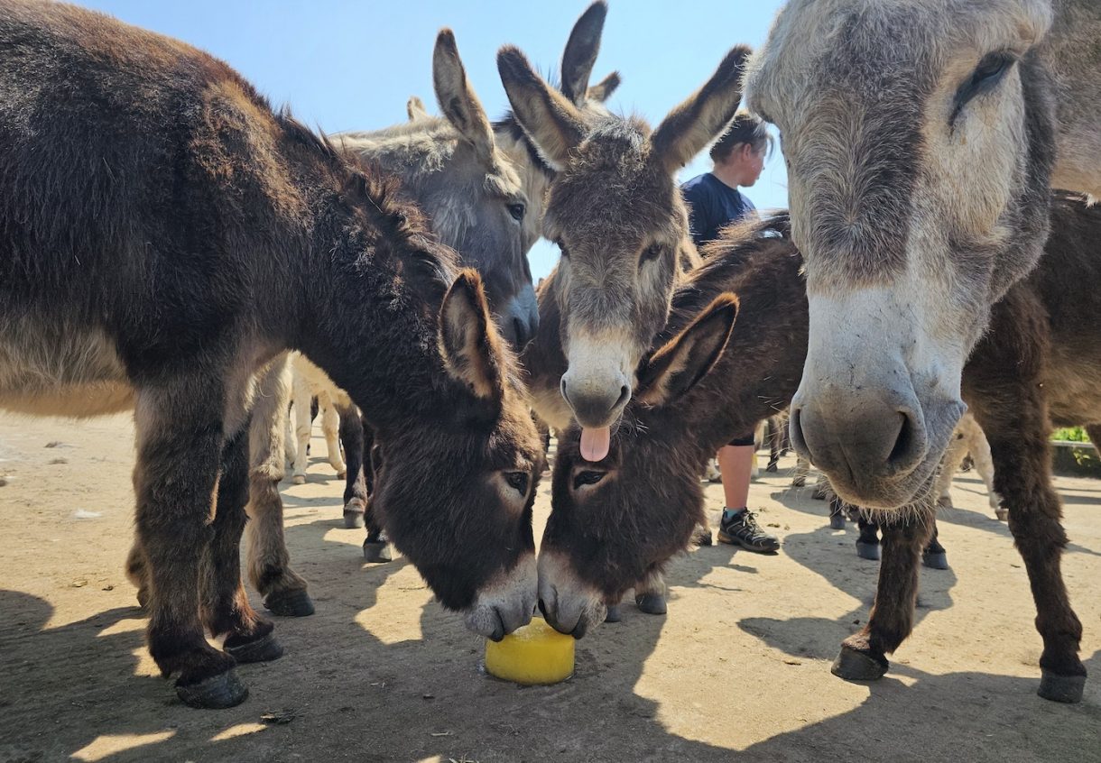 A Twister in the tail? Donkeys tuck in to ice lollies during heatwave ...