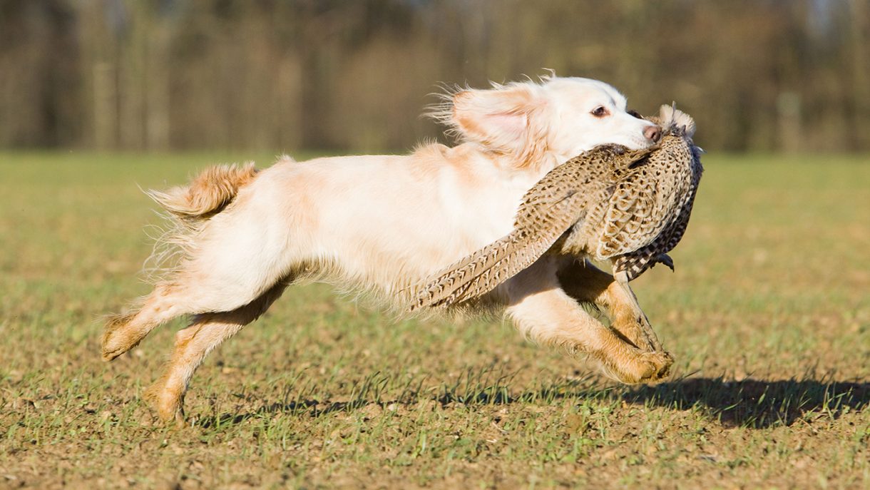 Difference between dogs and hounds: sight and scent hounds explained