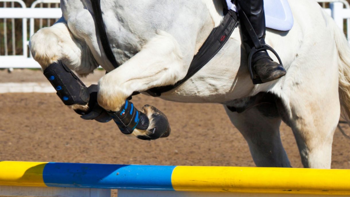 Think you could pass your Pony Club ‘C’ test? Take this quiz to find ...