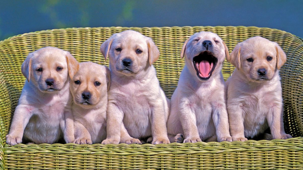 Smallest dog breeds: from the record-breaking chihuahua to toy poodles