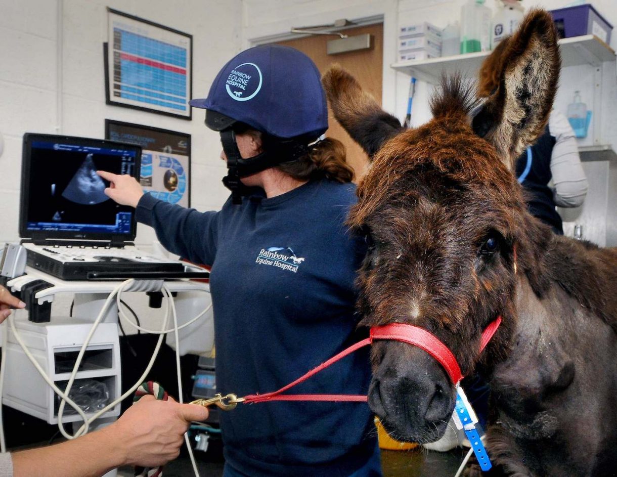 ‘I thought he’d died’: top vet team saves tiny donkey in five-hour ...
