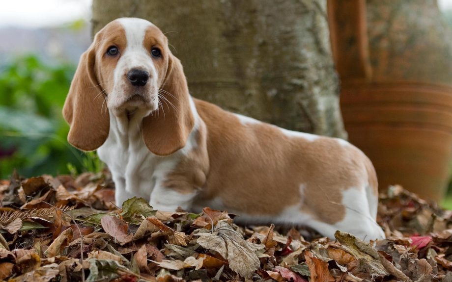 Cutest dog breeds: 21 from Maltipoos to Weimaraners, there’s a type for all