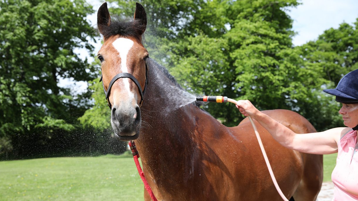 Teaching a horse to stand while being hosed – your how-to guide
