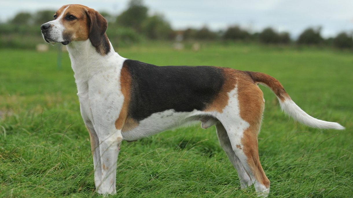 Difference between dogs and hounds: sight and scent hounds explained