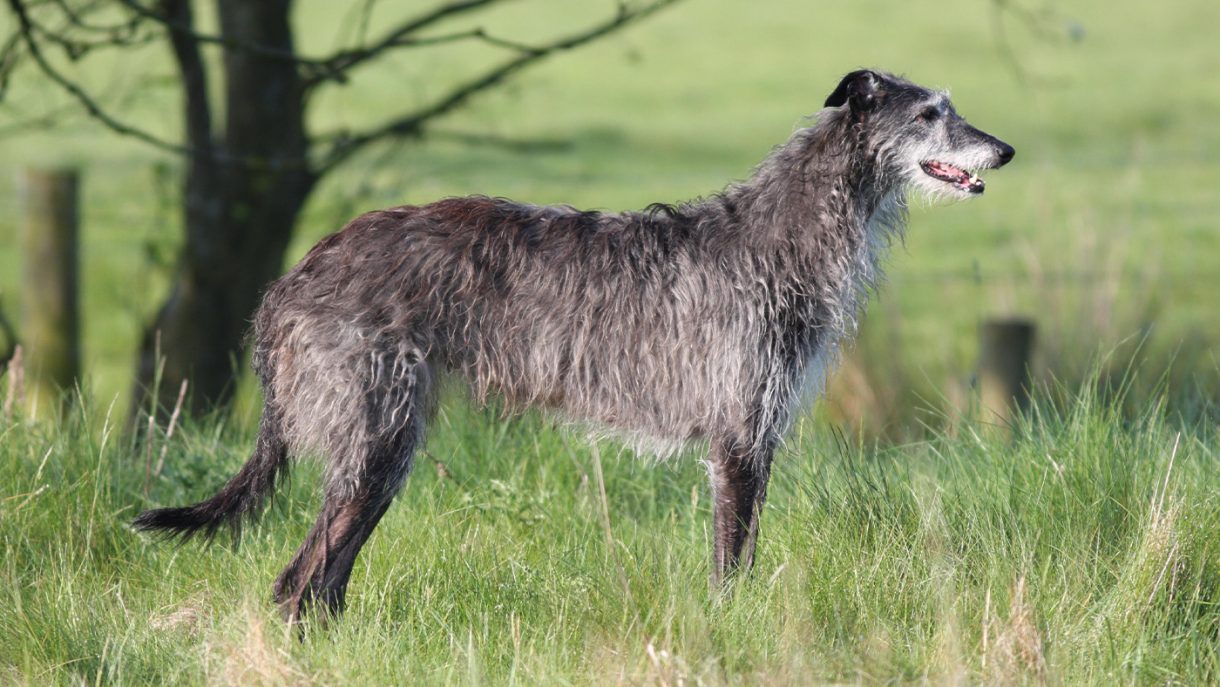 Difference Between Dogs And Hounds Sight And Scent Hounds Explained
