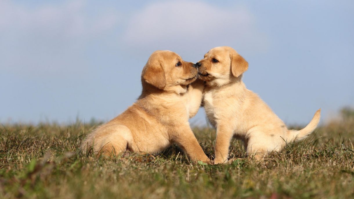 Cutest dog breeds: 21 from Maltipoos to Weimaraners, there’s a type for all