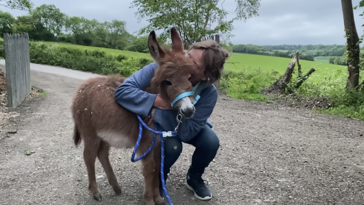 ‘Beyond thrilled’ as tiny stolen donkey foal returns home - Horse & Hound