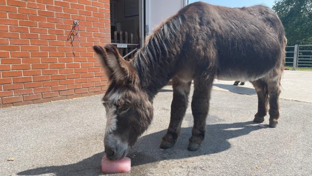 A Twister in the tail? Donkeys tuck in to ice lollies during heatwave ...