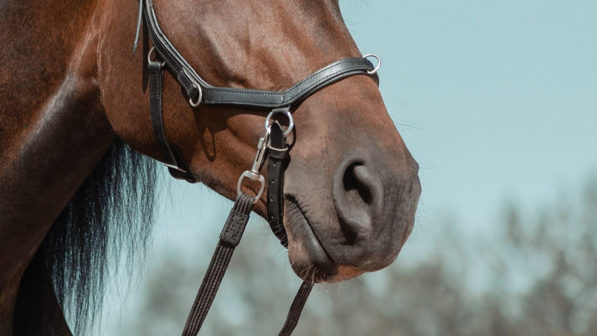 Super feedback as riders allowed to go bitless in eventing dressage ...