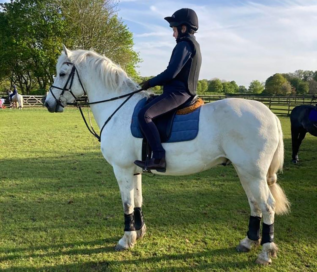 Walstead Guinness: the top Connemara pony - Horse & Hound