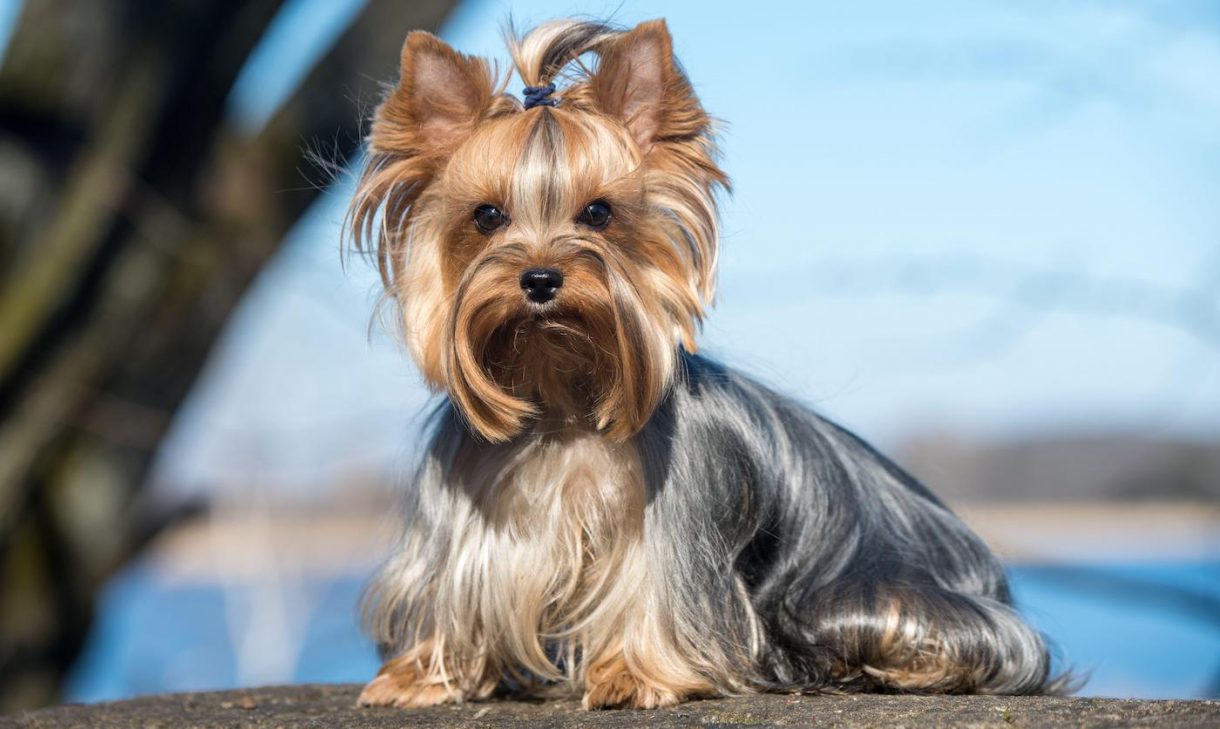 Smallest dog breeds: from the record-breaking chihuahua to toy poodles
