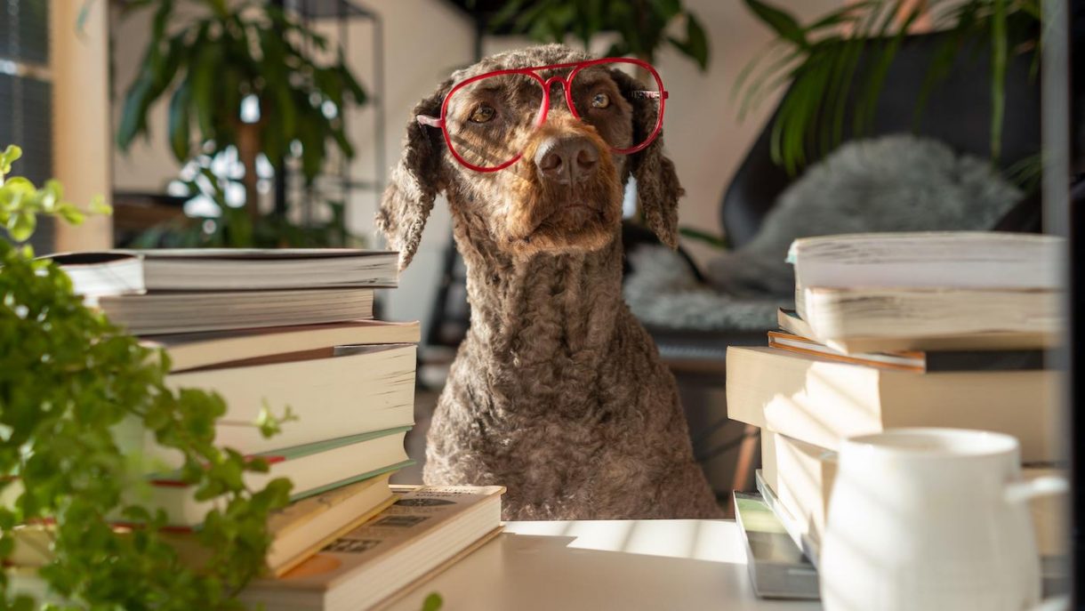 Smartest dog breeds: with instinctive, working and adaptive intelligence