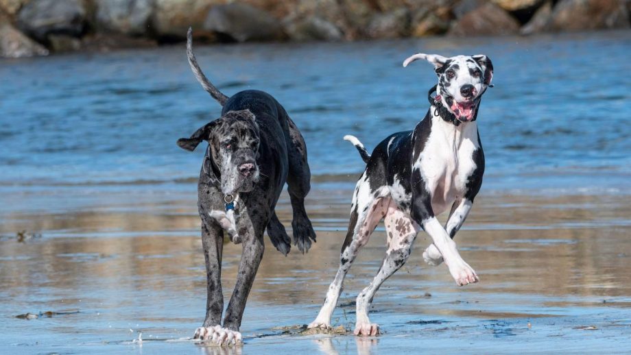 Largest dog breeds: meet 7 of the tallest, longest, heaviest dogs on Earth