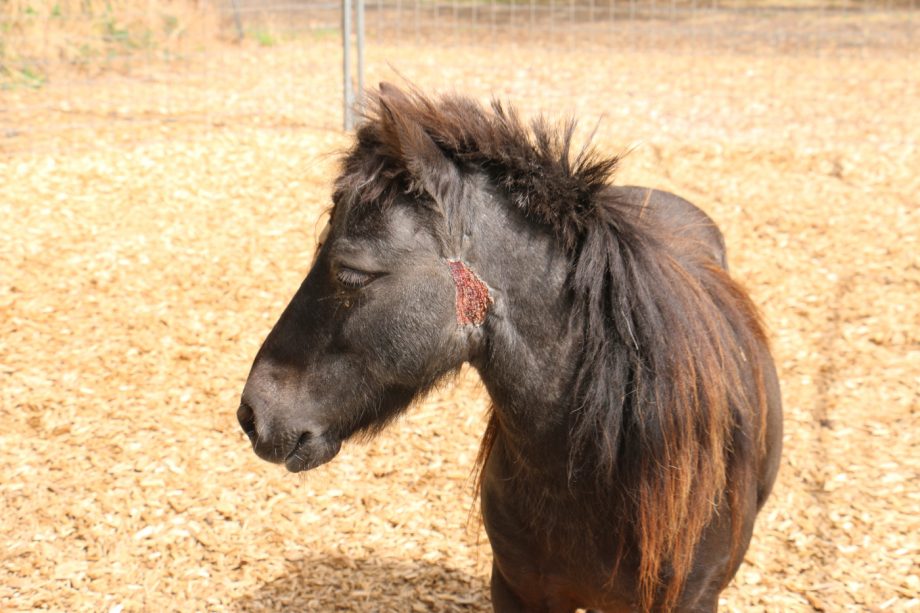Pony suffers extensive facial injuries in suspected dog attack *Warning ...