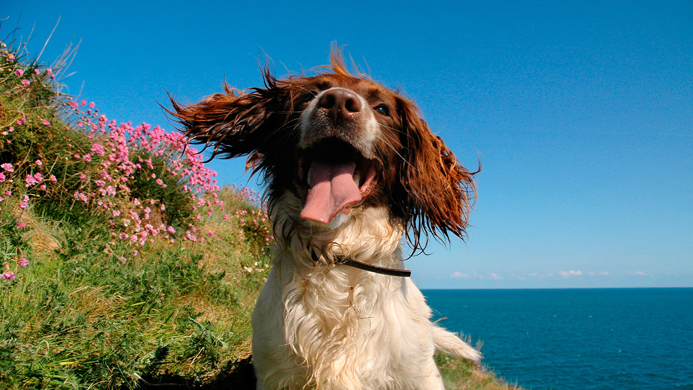 The best Amazon Prime Day dog deals 2023 | Horse & Hound