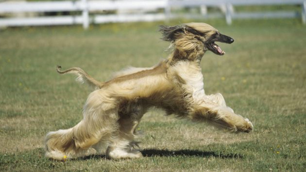 Fastest dog breeds: 7 speedy dogs from the greyhound to the Sloughi